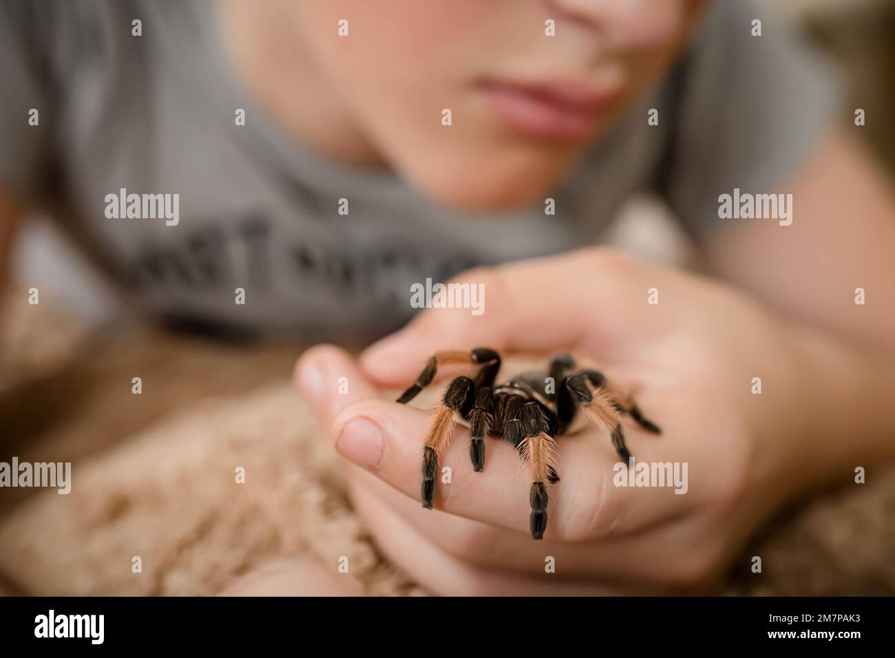 A tarantula spider in the hands of a teenage child. A boy plays with ...