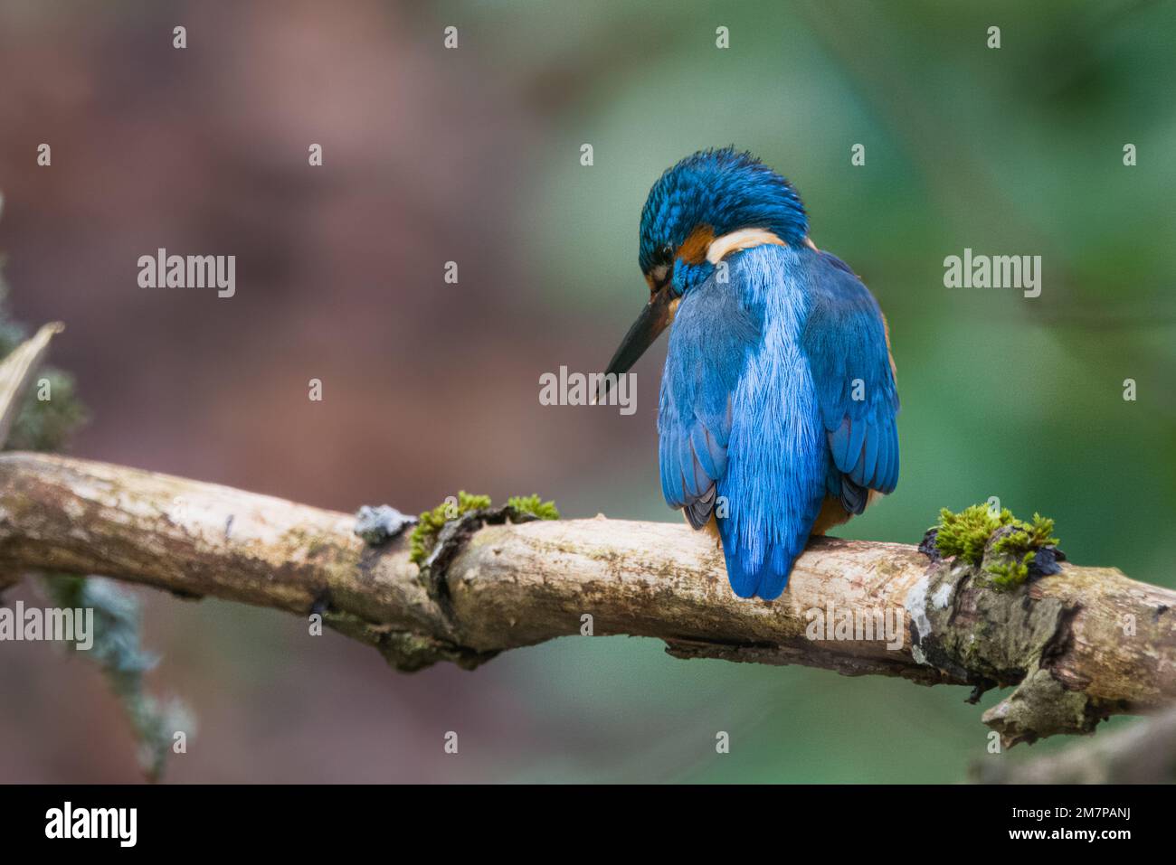 Kingfisher (Alcedo atthis) at Quarrymill, Perth, Scotland Stock Photo ...