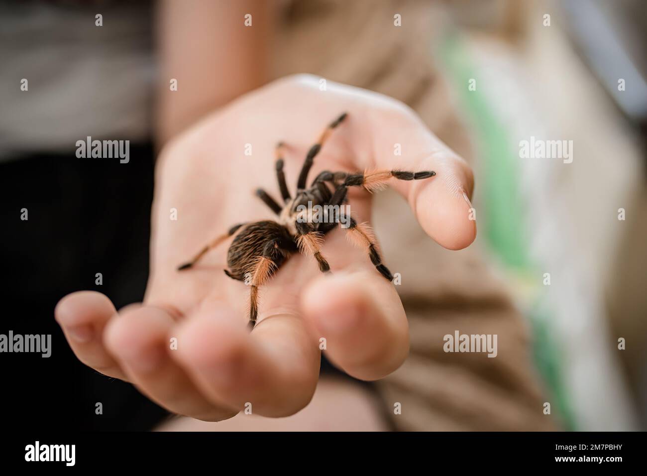 A child's hand holding a huge spider. Strange pets. brave boy plays ...