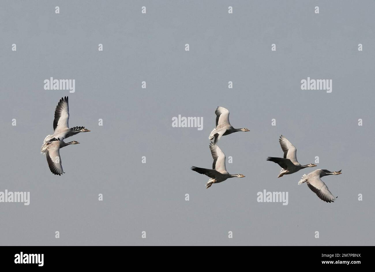 Bar-headed Geese, which migrate from Tibet and Central Asia during ...