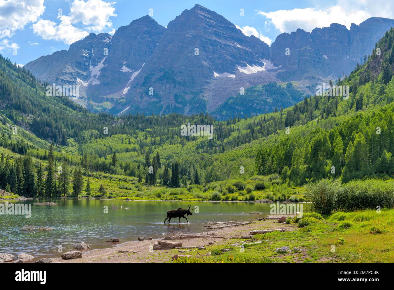 Moose at Maroon Lake - A young moose, with only one antler, walking and ...