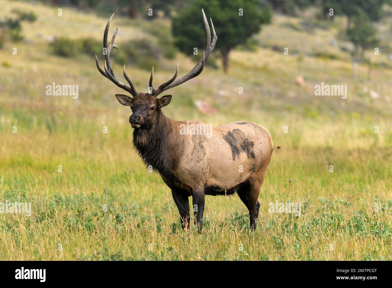 Bull elk side view head hi-res stock photography and images - Alamy