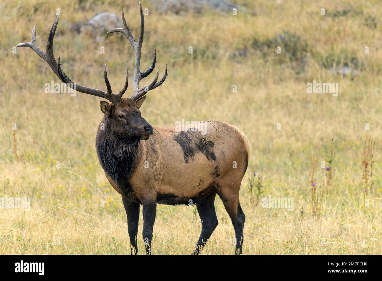 Bull elk side view head hi-res stock photography and images - Alamy