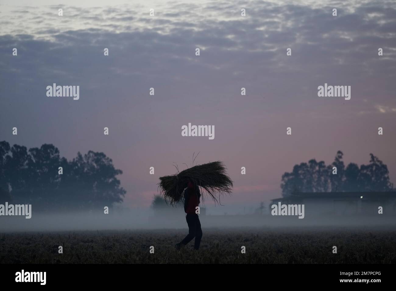 An Indian villager walks carrying fodder on a cold and foggy morning ...