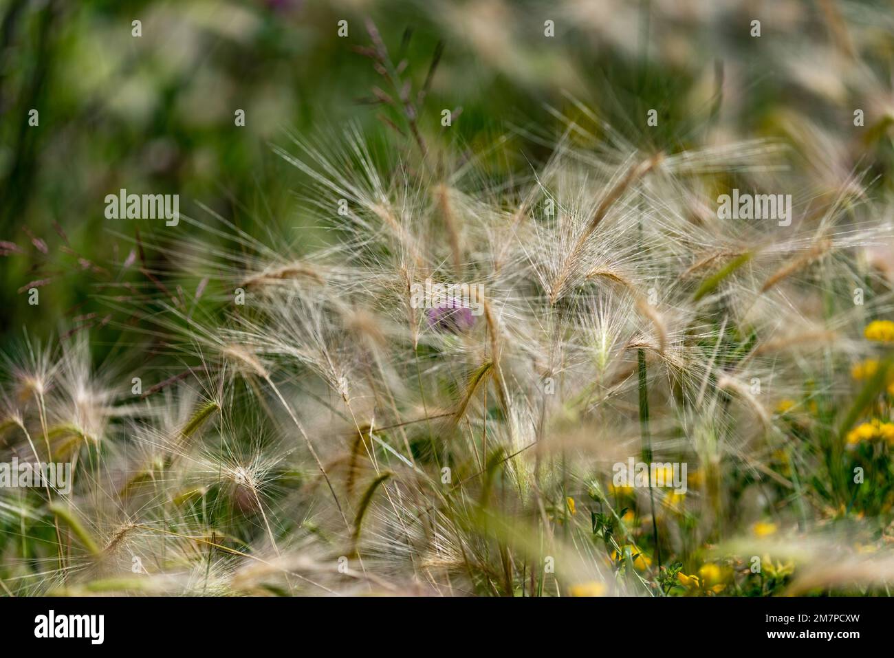 Graminees ornementales hi-res stock photography and images - Alamy
