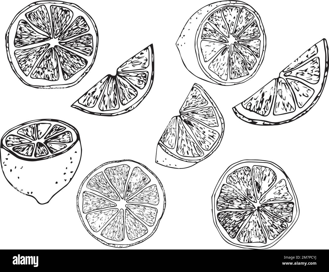 Vector Sketch Citrus fruit set. Hand Drawn Botanical Illustrations of ... Vector Sketch Citrus fruit set. Hand Drawn Botanical Illustrations of ...