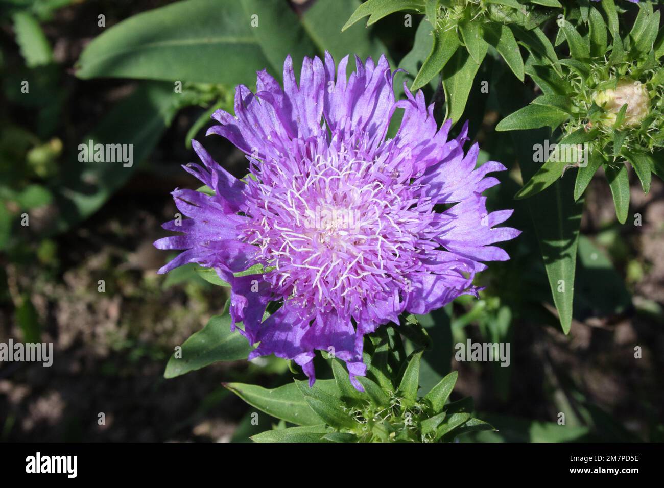 Flower of Stokes aster (Stokesia laevis Stock Photo - Alamy