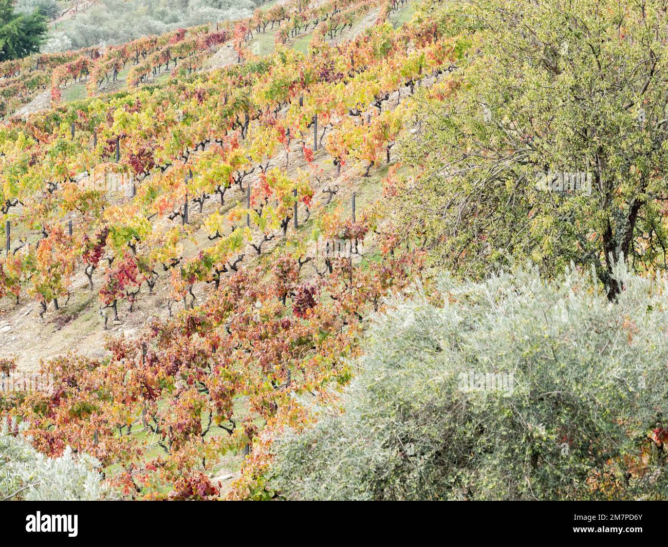 Duoro valley vineyards hi-res stock photography and images - Alamy