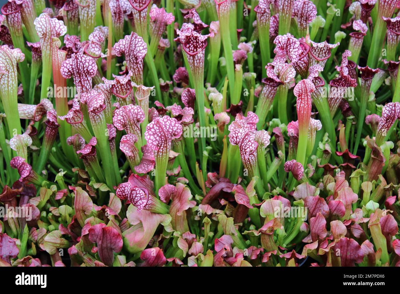 Trumpet pitchers (Sarracenia species Stock Photo - Alamy