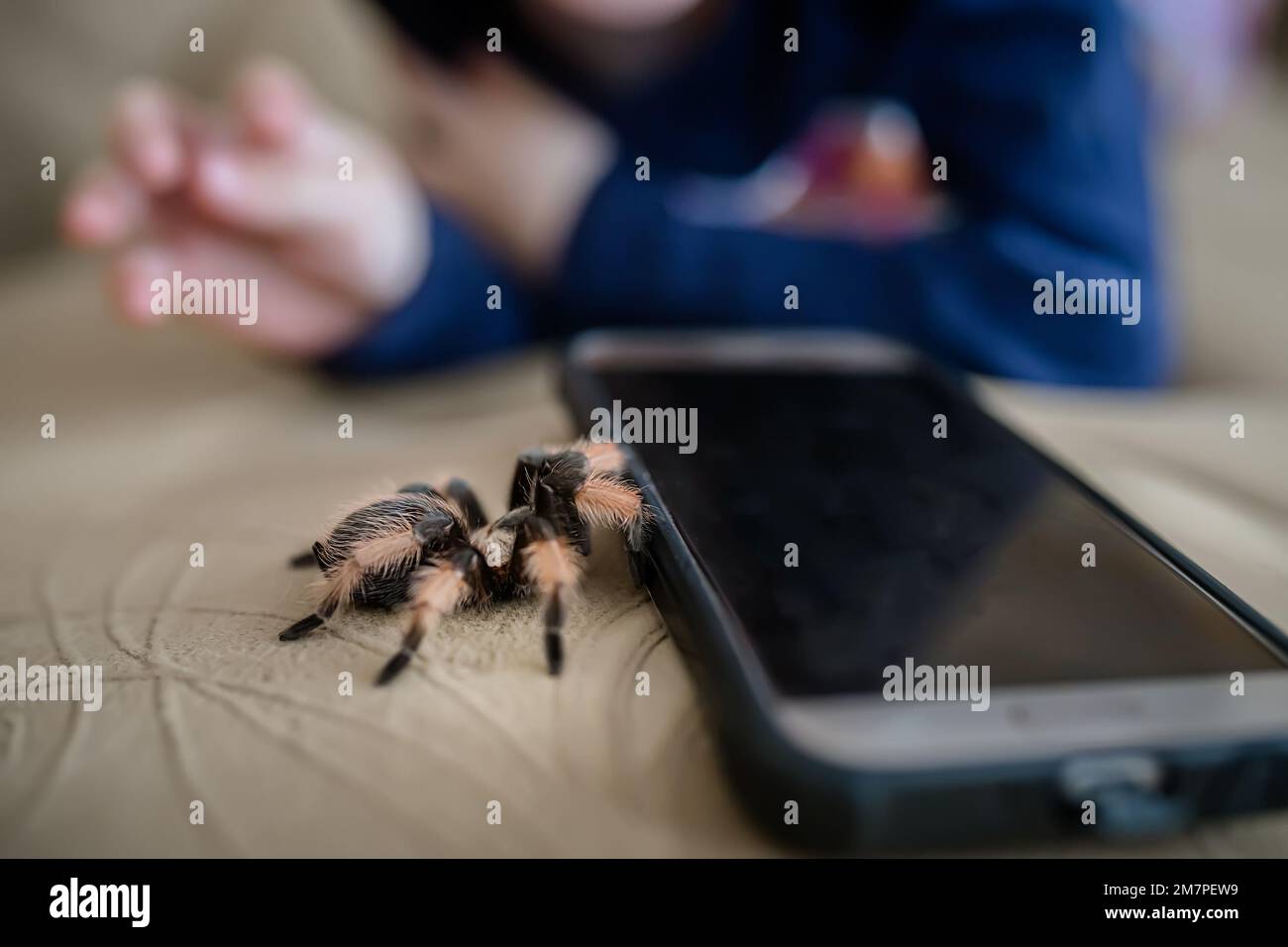 Tarantula Spider Bite Symptoms