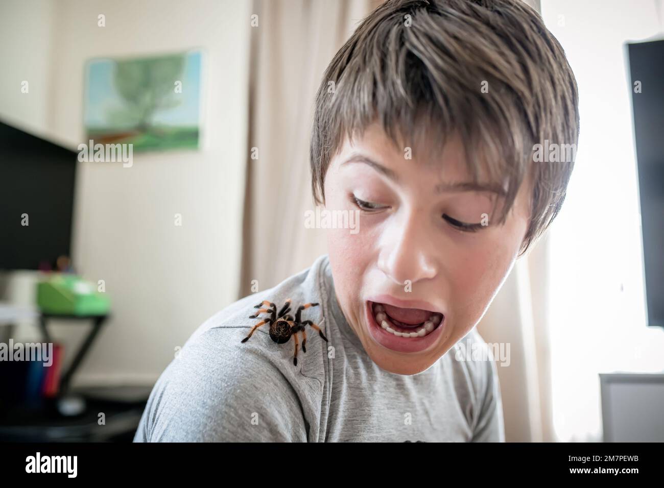 boy yells when he sees a terrible spider on shoulder. brave boy plays ...