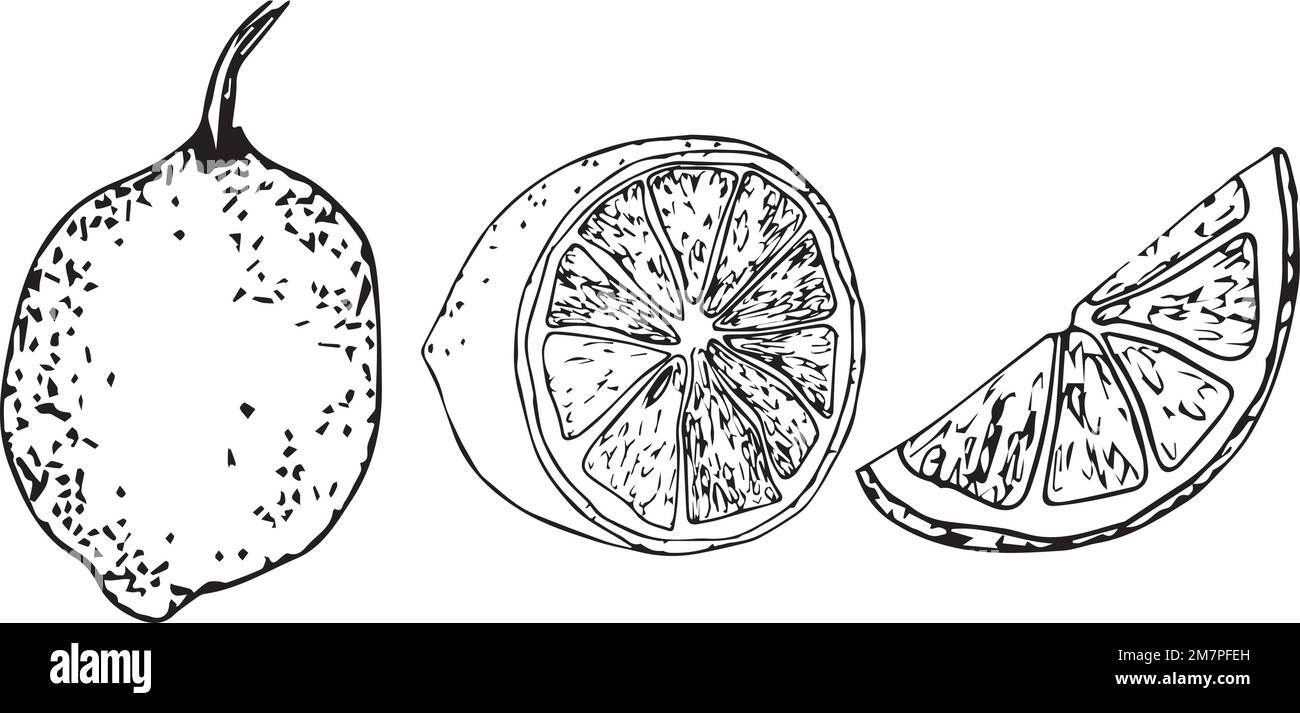 Vector Sketch Citrus fruit set. Hand Drawn Botanical Illustrations of lemons Stock Vector Image ...