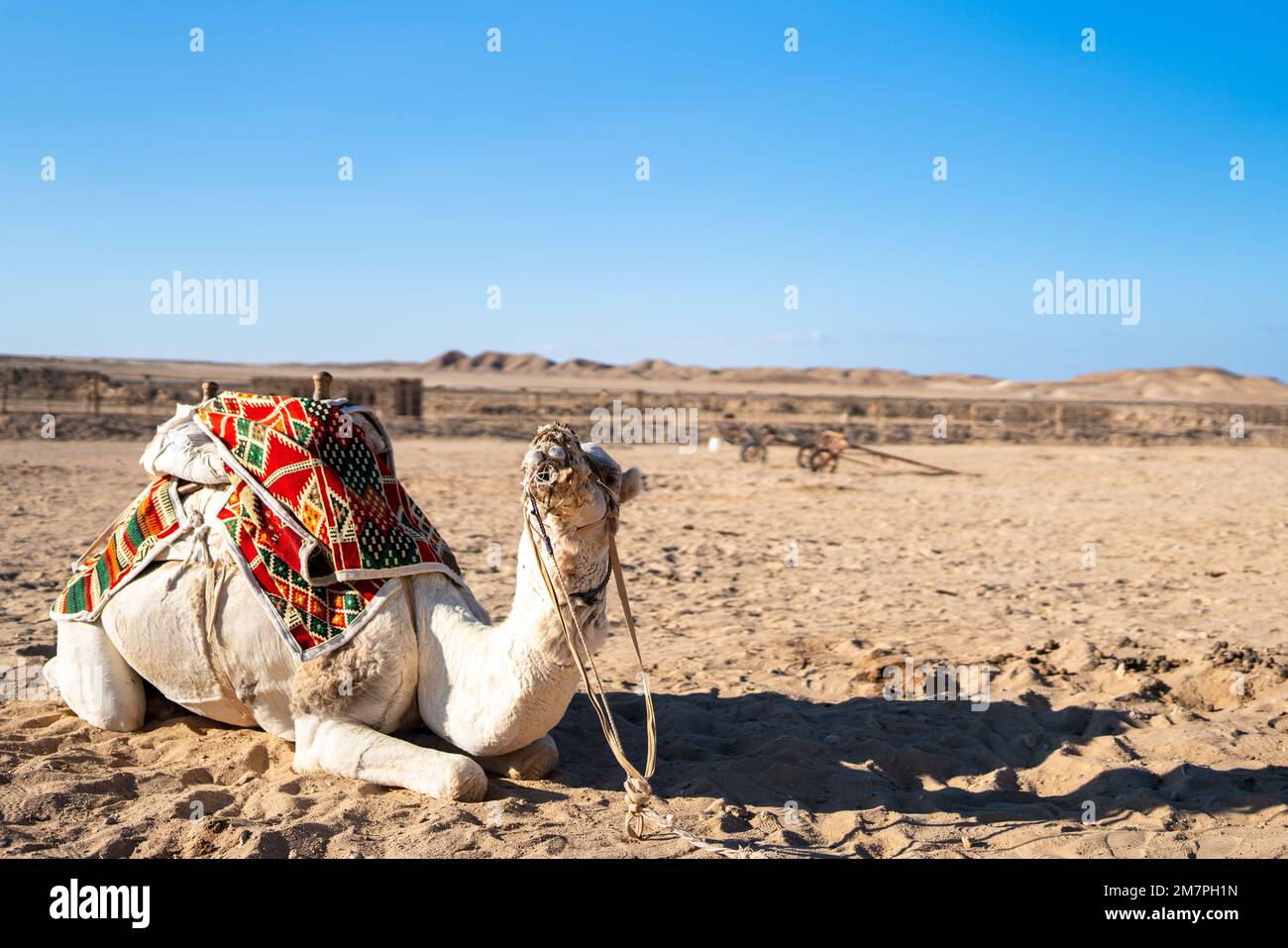Berber camel leader hi-res stock photography and images - Alamy