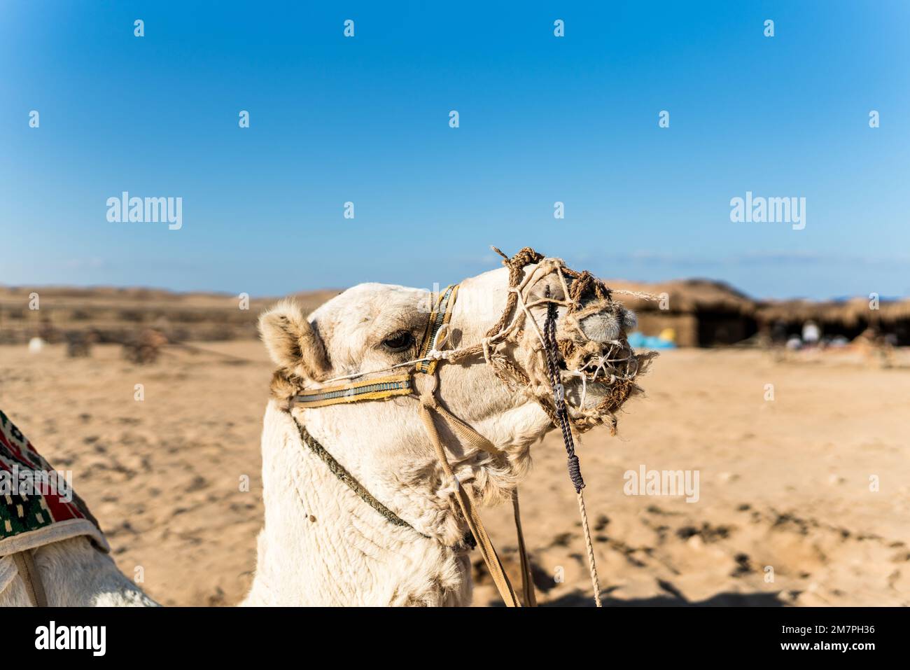 Berber camel leader hi-res stock photography and images - Alamy