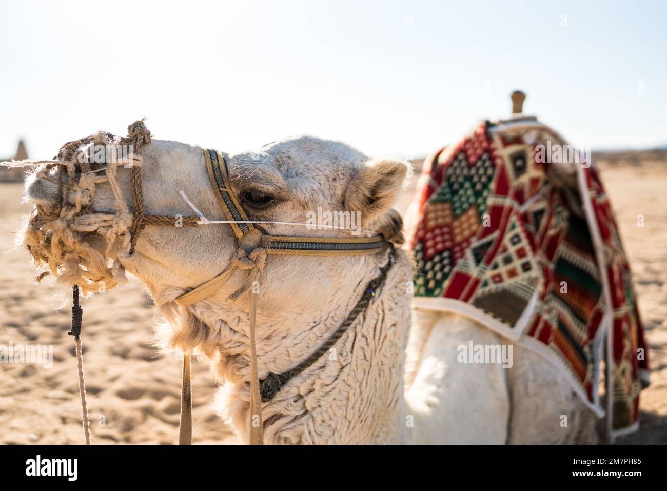 Berber camel leader hi-res stock photography and images - Alamy