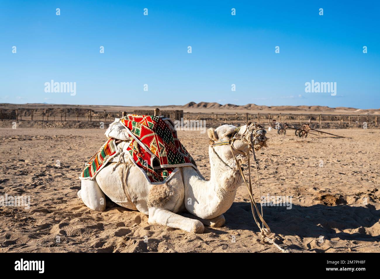 Berber camel leader hi-res stock photography and images - Alamy