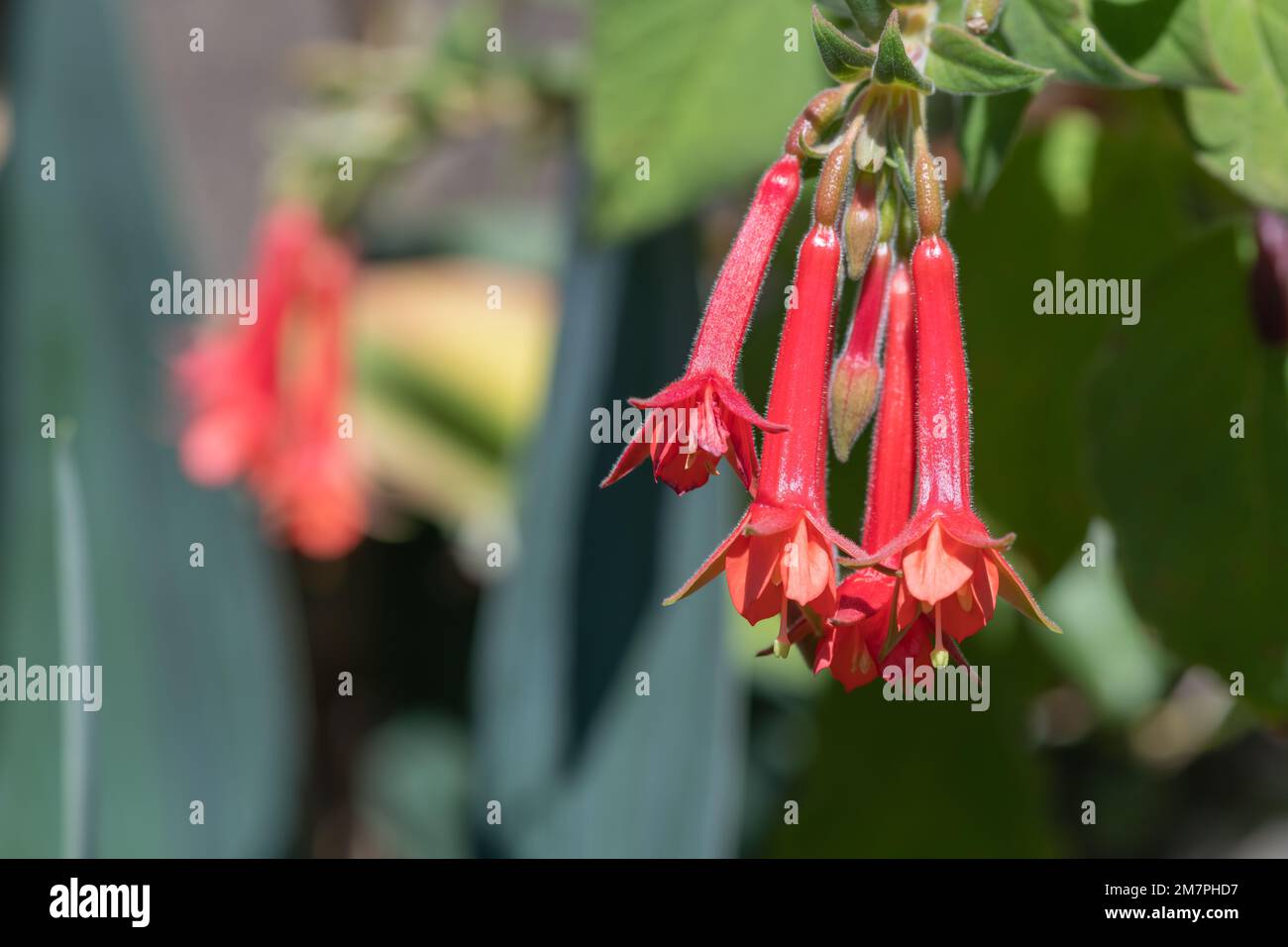 Close up of red fuchsias in bloom in the garden Stock Photo - Alamy