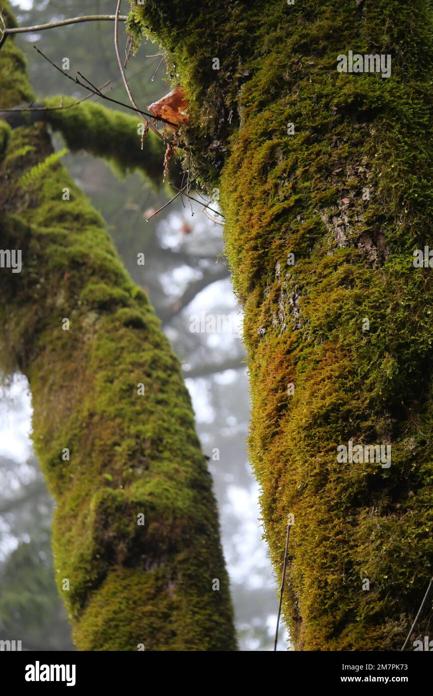 Moss covered trees at the Golden Ears Provincial Park in Maple Ridge ...