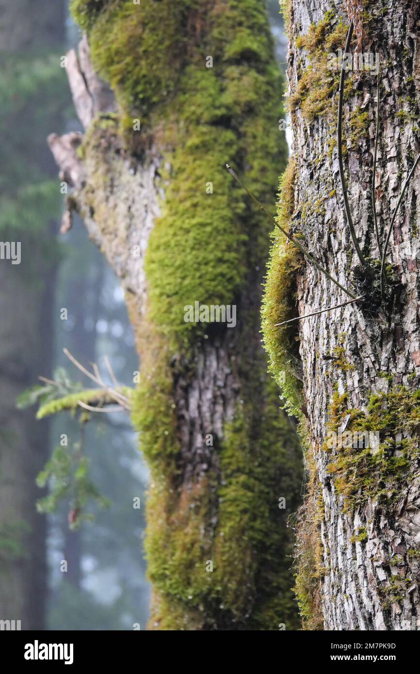 Moss covered trees at the Golden Ears Provincial Park in Maple Ridge ...