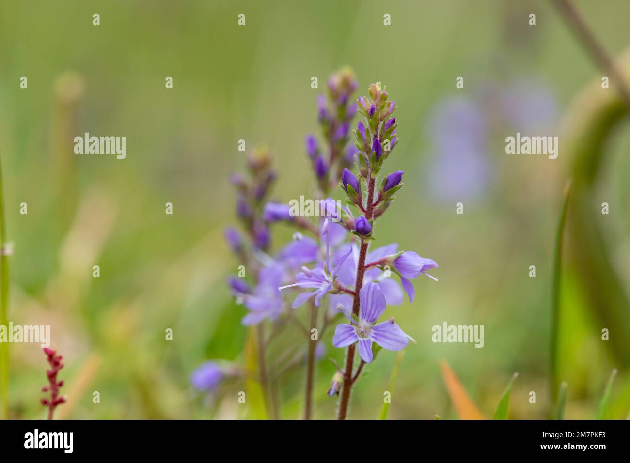 Close up of heath speedwell (veronica officinalis) flowers in bloom ...