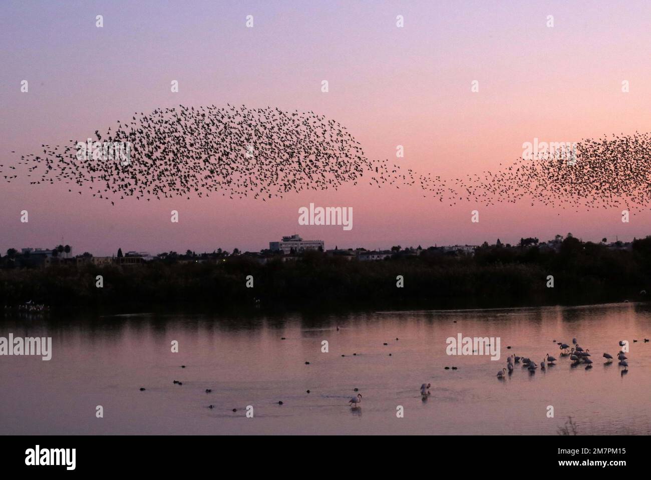 Larnaca, Cyprus. 10th Jan, 2023. A flock of European starlings fly ...
