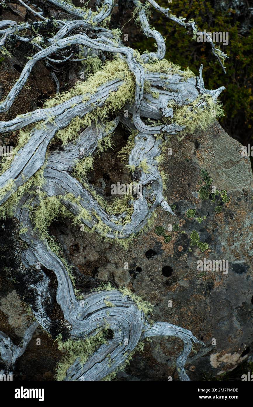 A bleached and lichen covered tree root grips an ancient rock Stock ...