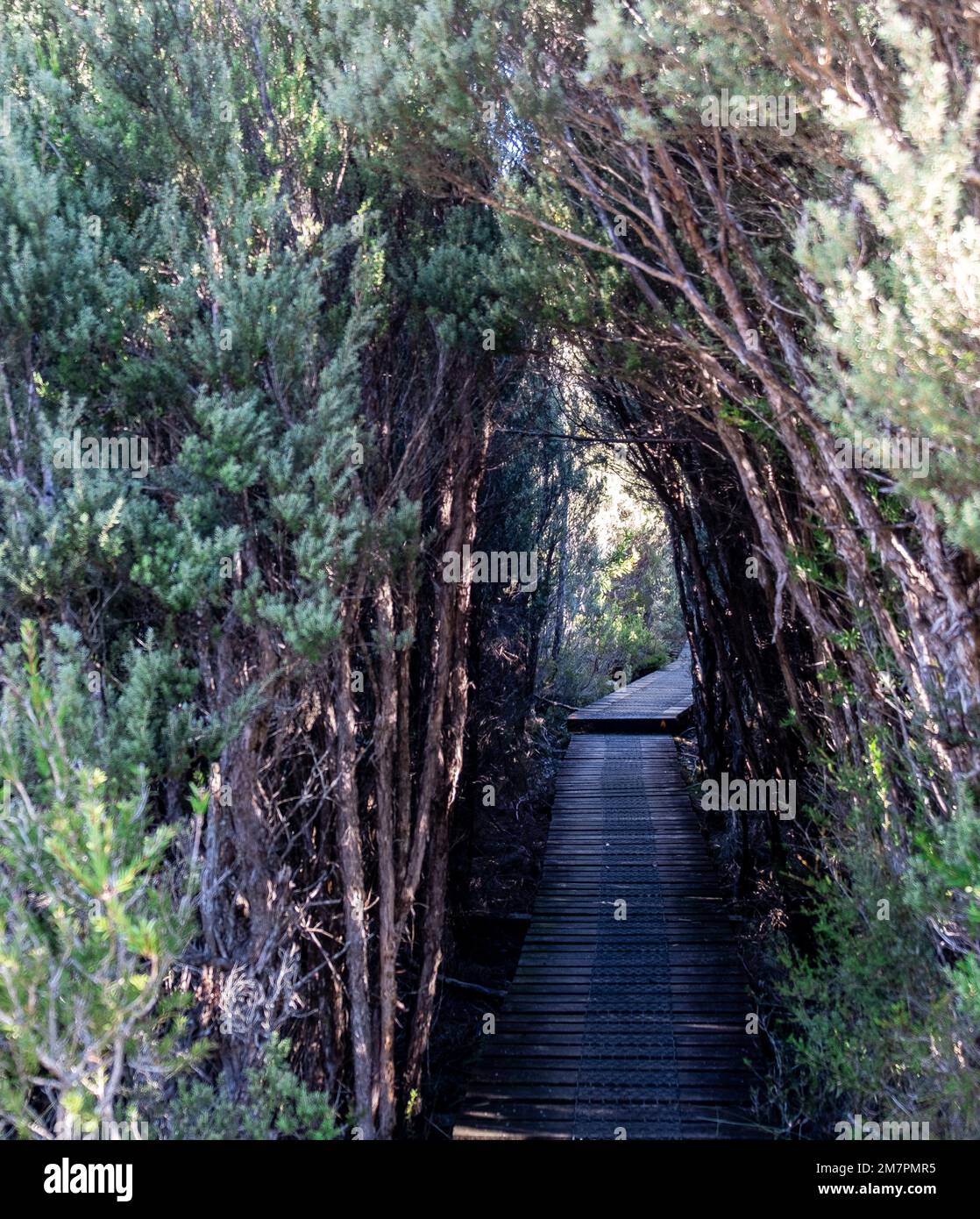 A tree tunnel forms a path through the wilds of Lake St Clair National ...