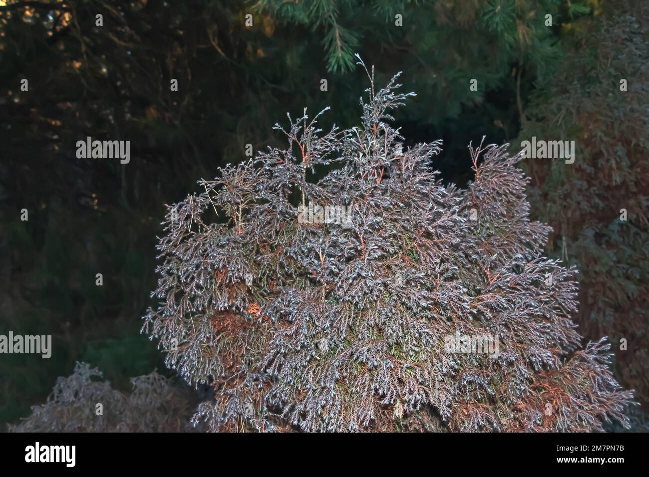 Background of thuja western. Thuja occidentalis is an evergreen ...