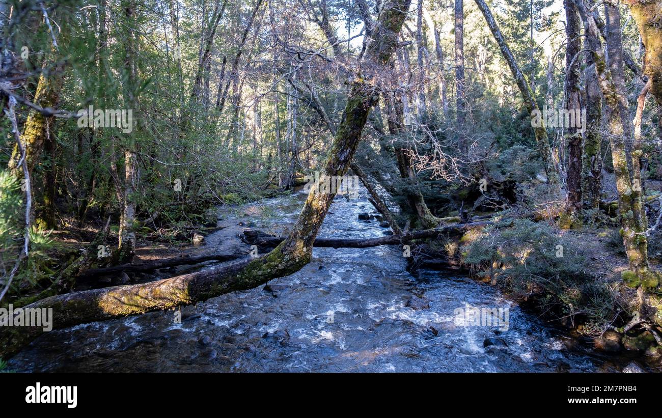 A fast flowing stream in dappled light flowing towards Lake St Clair ...