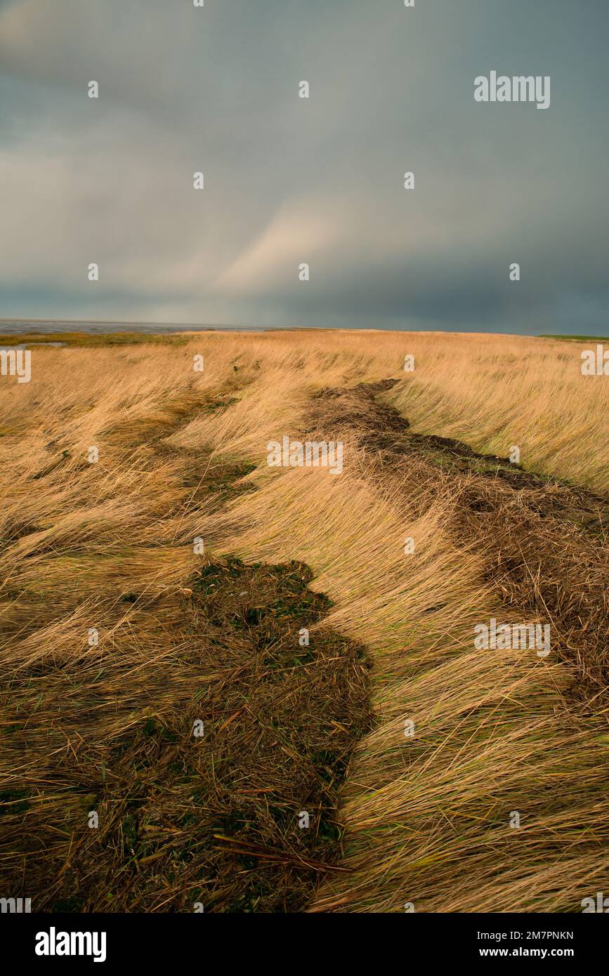 Path through the reed next to the north sea on the Island Romo in ...