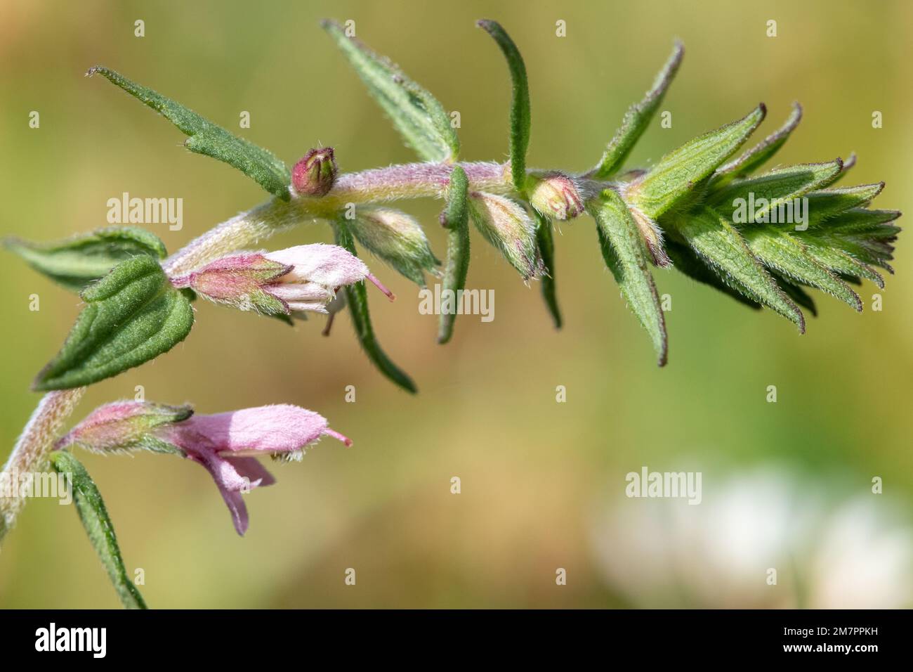 Macro shot of a red bartsia (odonites vernus) plant in bloom Stock ...