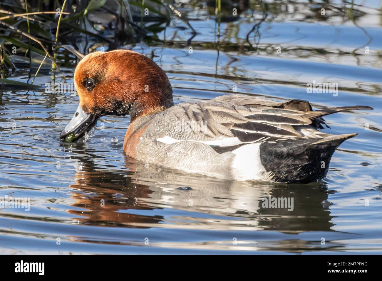 Male, Wigeon, feeding, Holes Bay, Poole Harbour, Poole, Dorset, UK ...