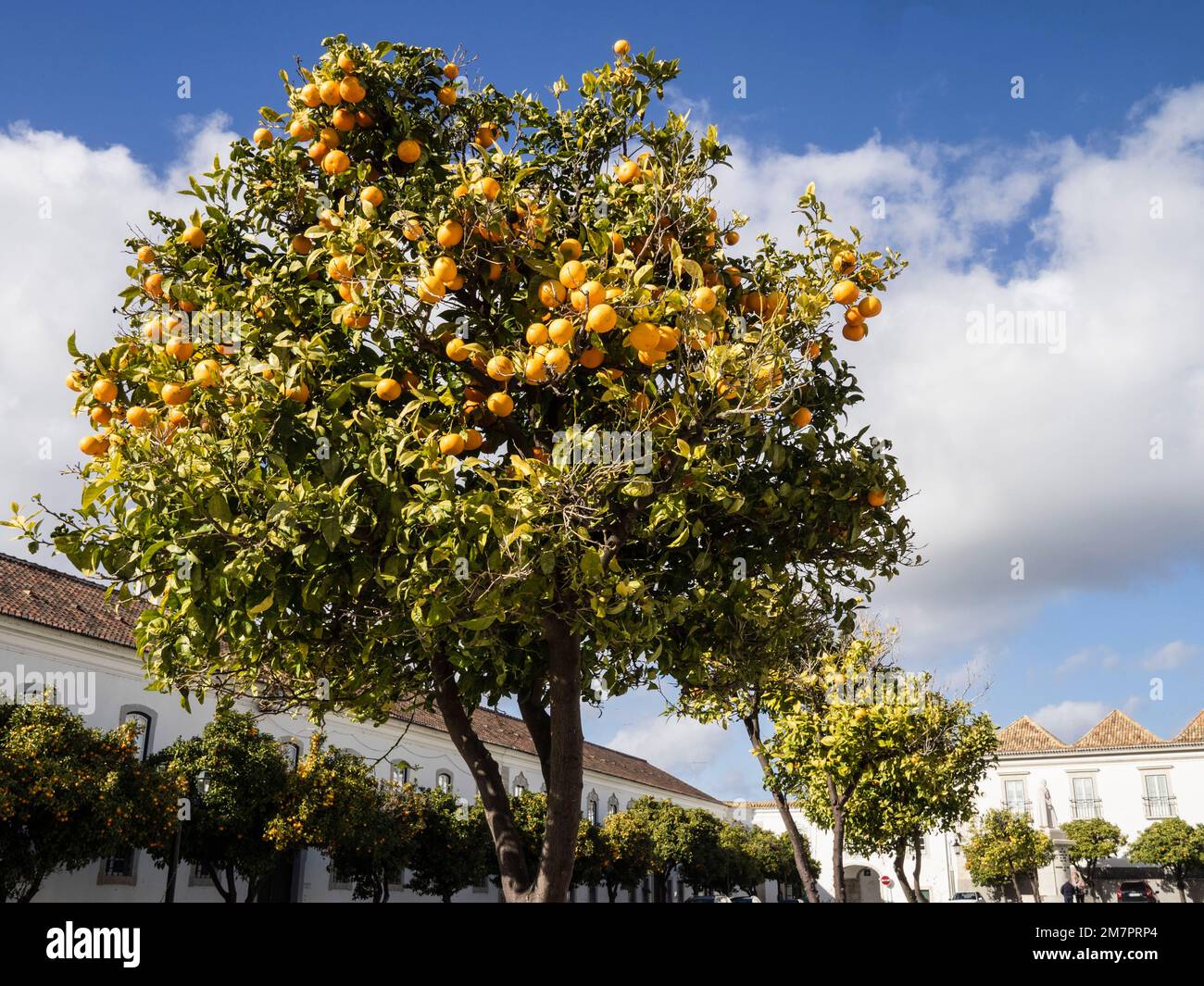 Orange tree by Episcopal Palace, Cathedral Square, Old Town, Faro ...