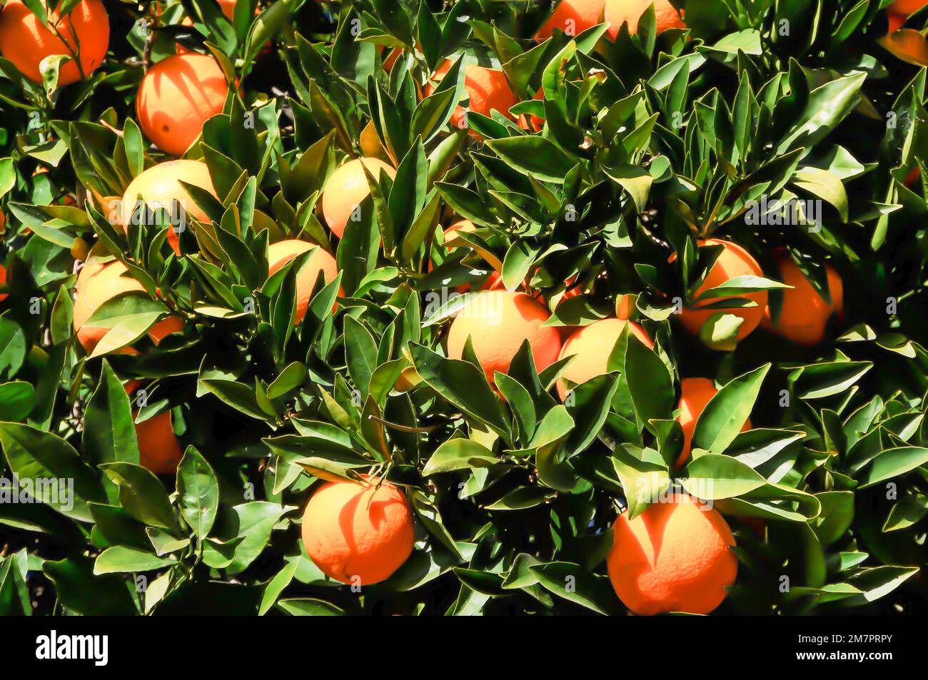Oranges Growing Tree - Close Up Stock Photo - Alamy