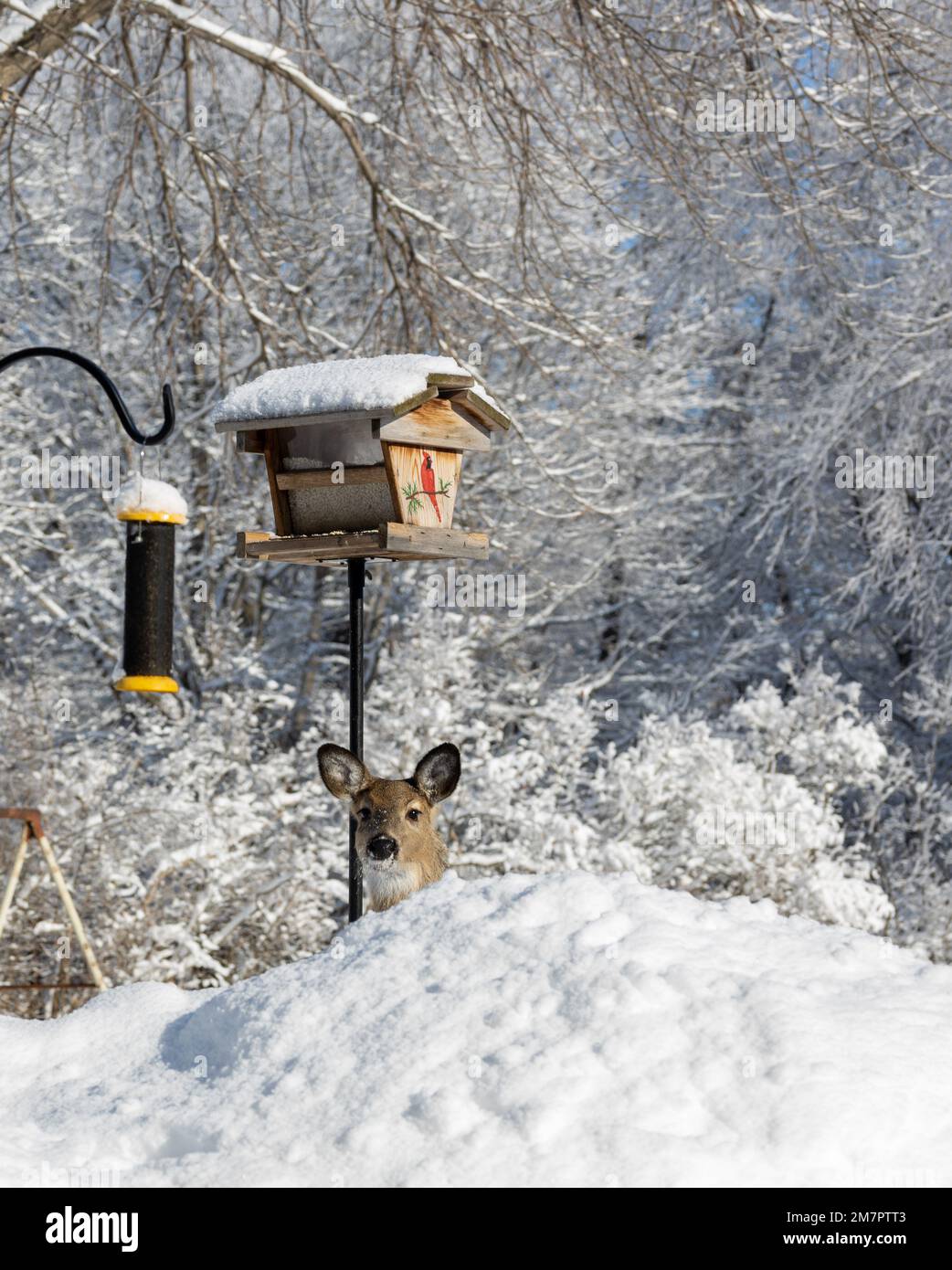 Close up view of a handsome white-tailed deer peeking up from behind a ...