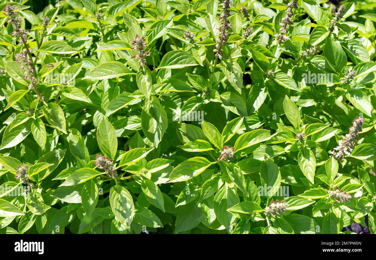 Basilic leaves, green basil, growing plant in the garden. Natural green ...