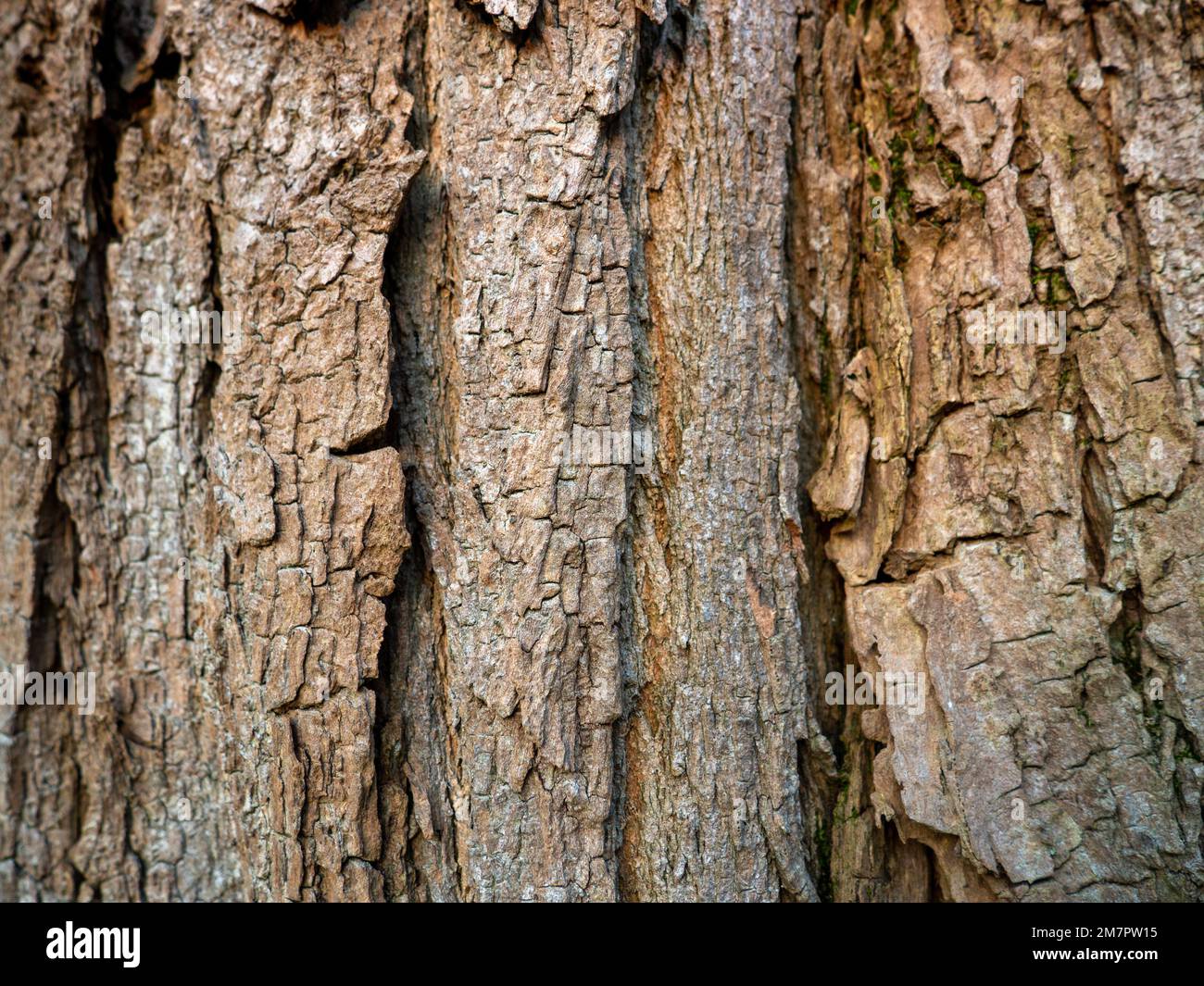Wrinkled bark of an old tree. Brown coating of the tree. Background ...