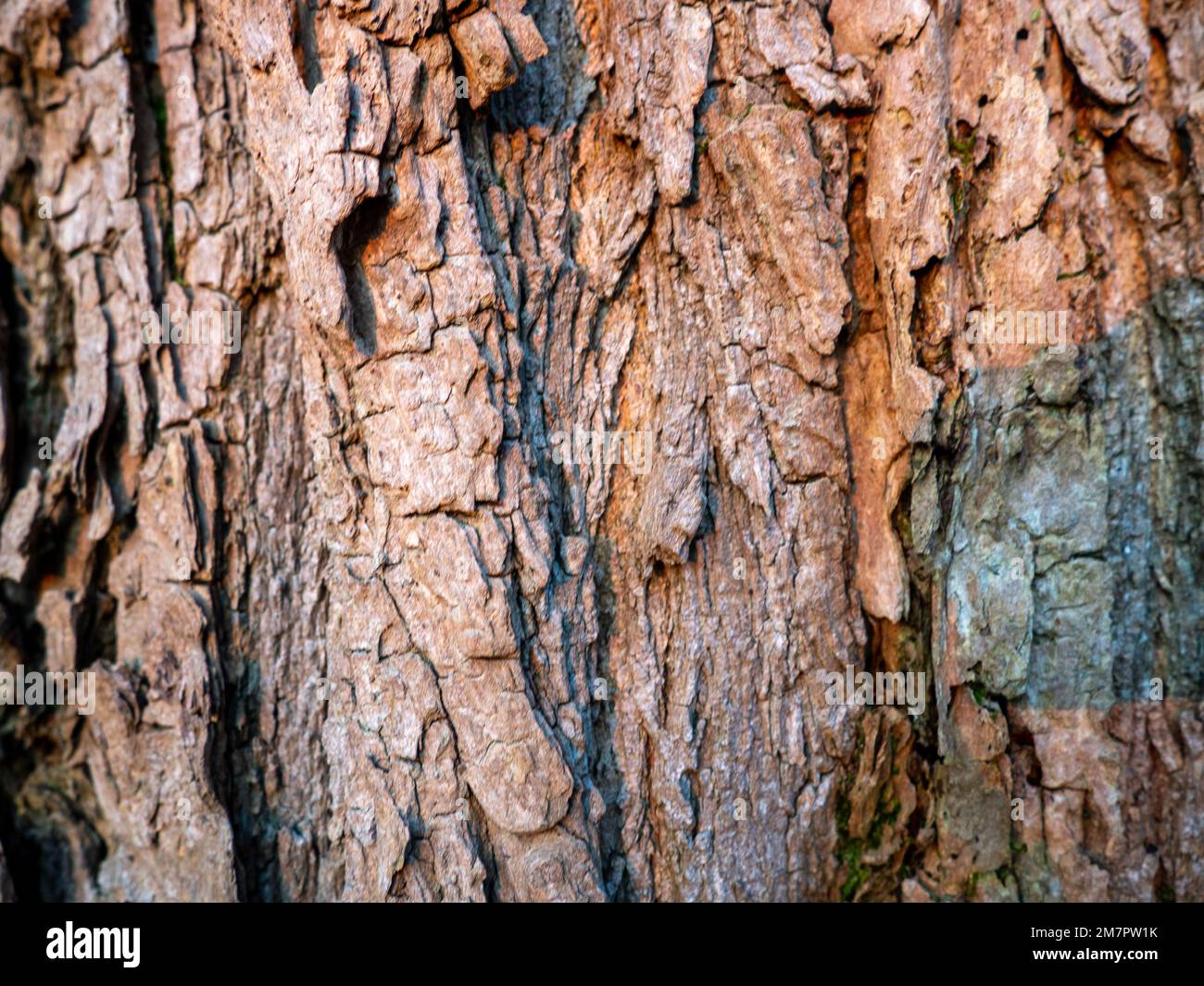 Wrinkled bark of an old tree. Brown coating of the tree. Background ...