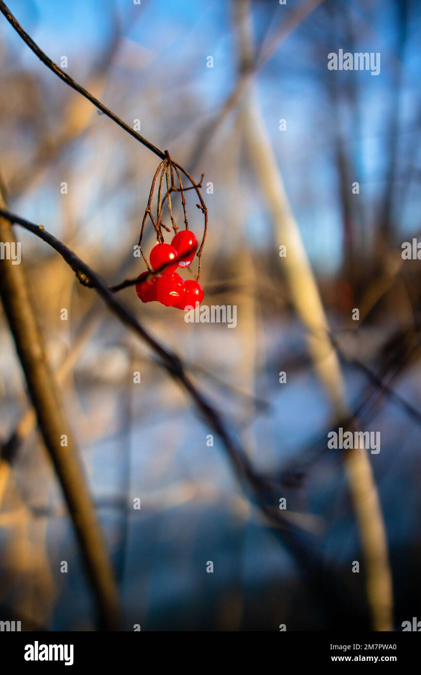 A vertical shallow focus of American cranberry (Viburnum trilobum ...