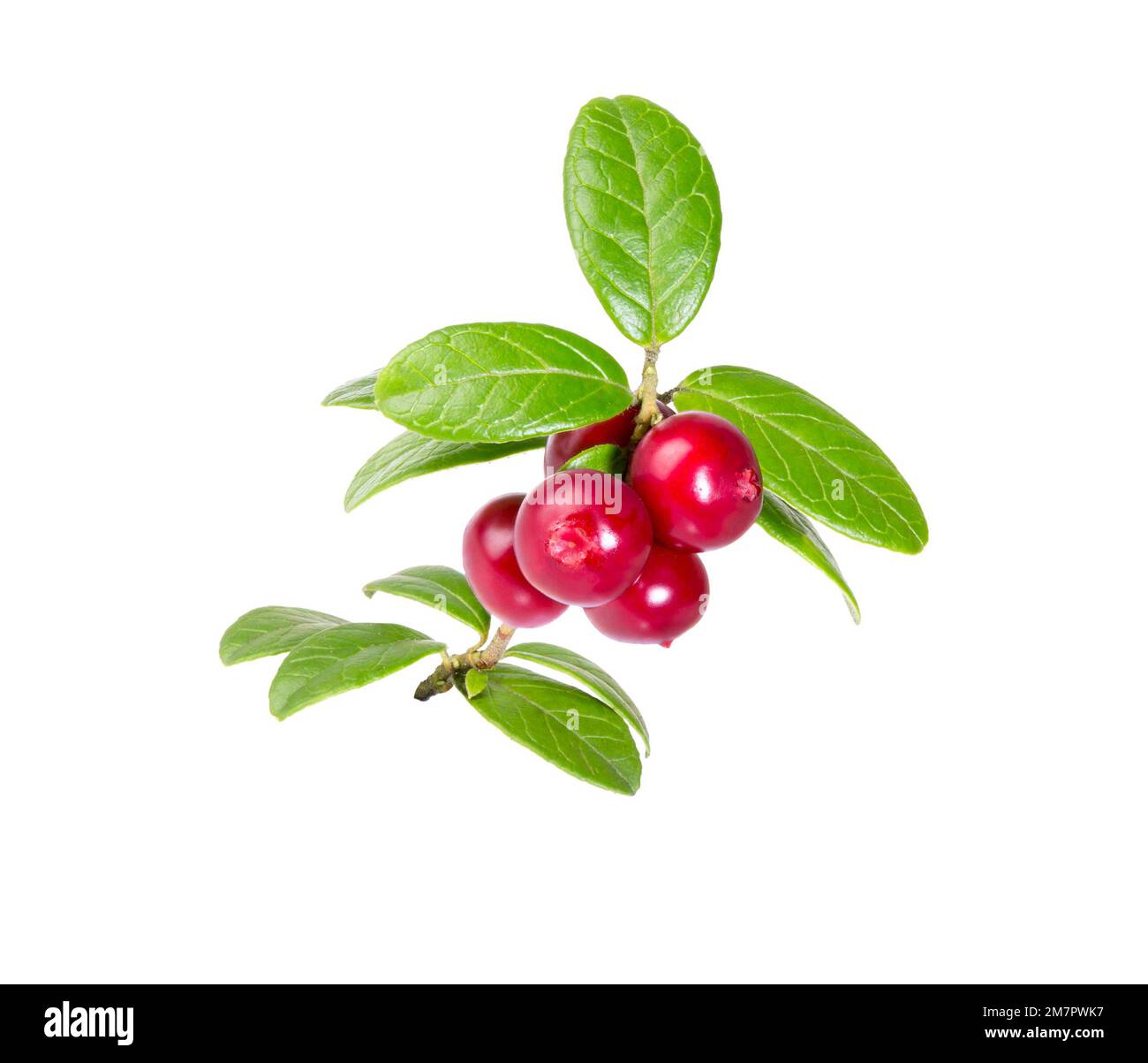 Wild cowberry (foxberry, lingonberry) with leaves isolated on white ...