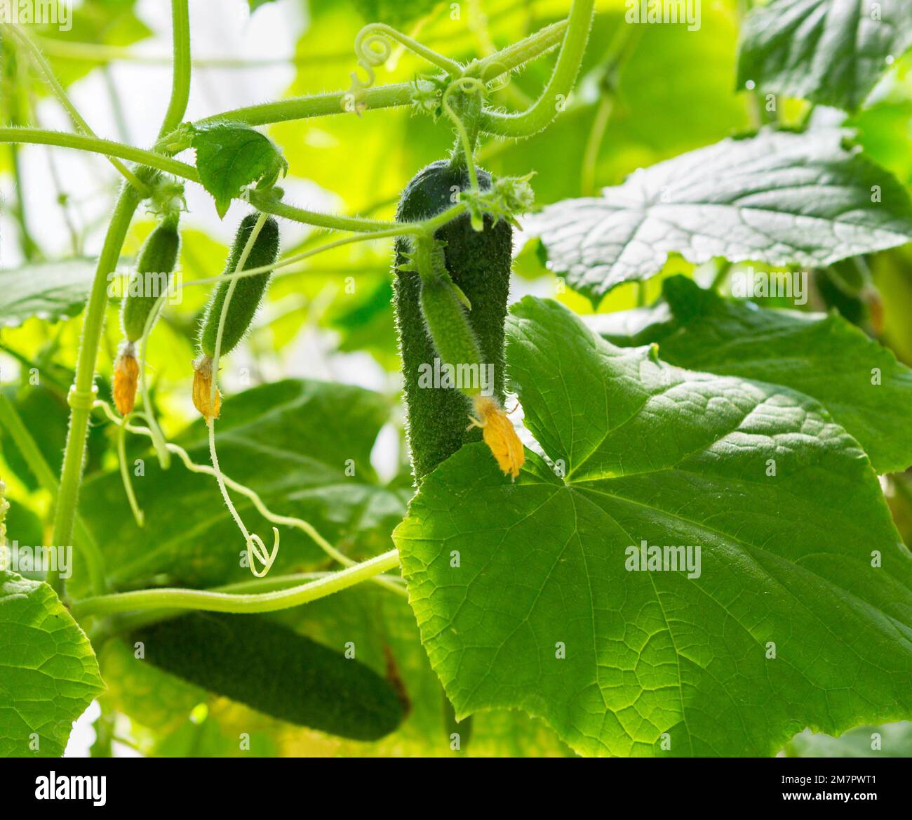 Cucumber plant. Growing cucumber plant in the garden Stock Photo - Alamy