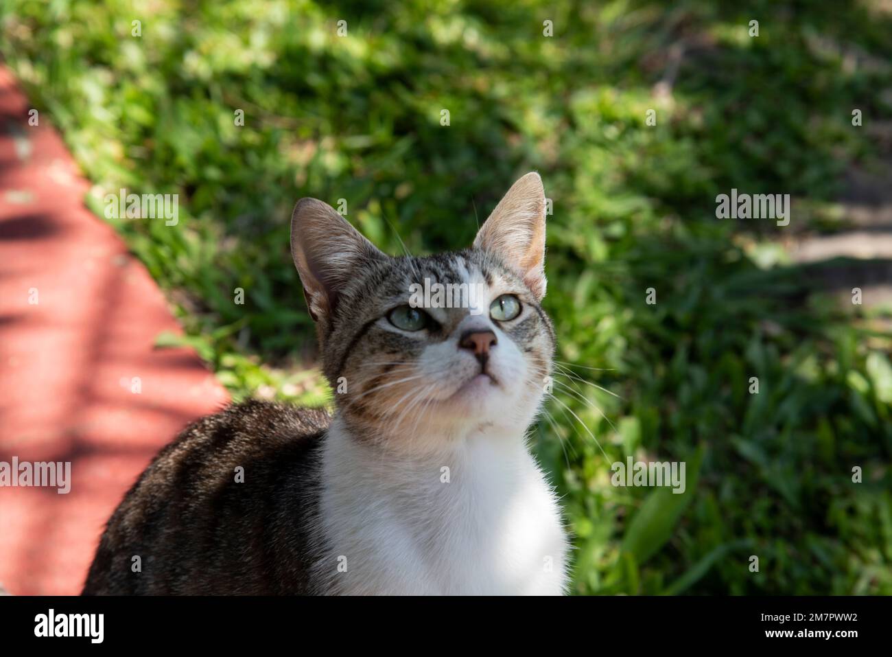 Cat in sun hi-res stock photography and images - Alamy
