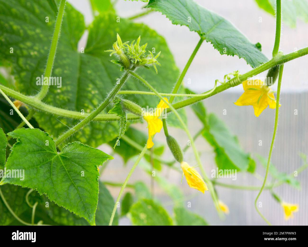 Cucumber plant. Growing cucumber plant in the garden Stock Photo - Alamy