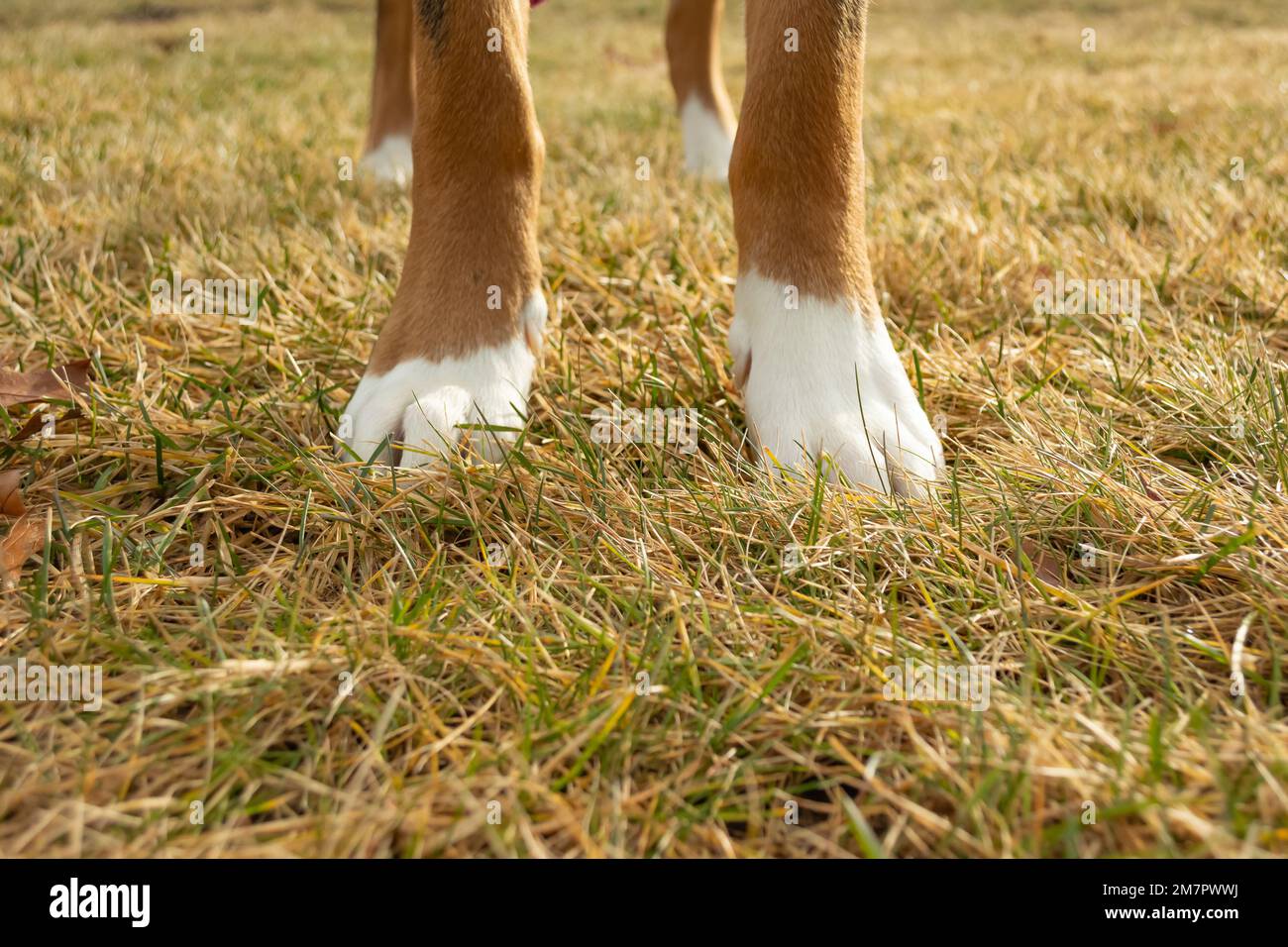 Pure bread dog hi-res stock photography and images - Alamy