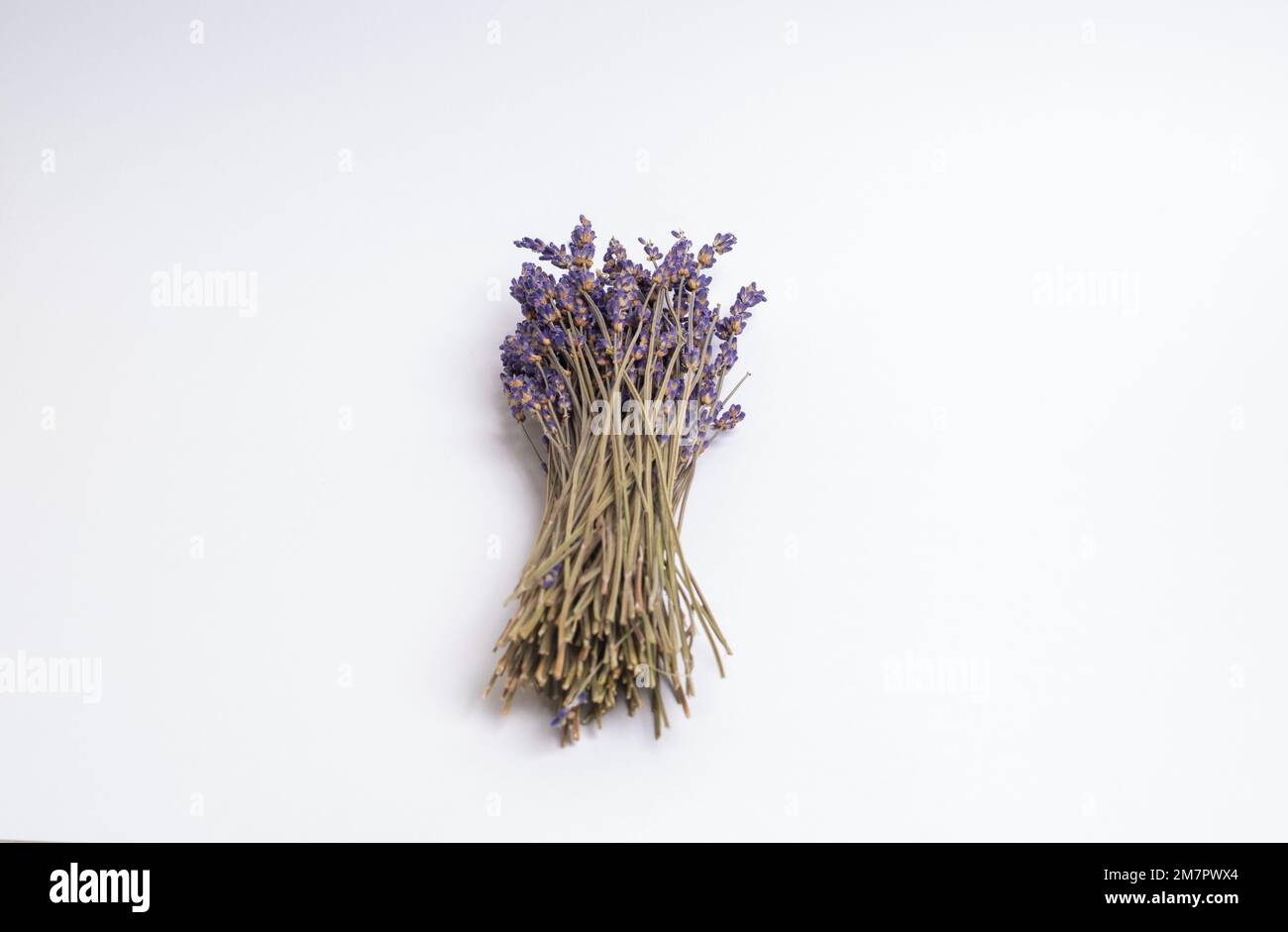 bunch of lavender isolated on white Stock Photo - Alamy
