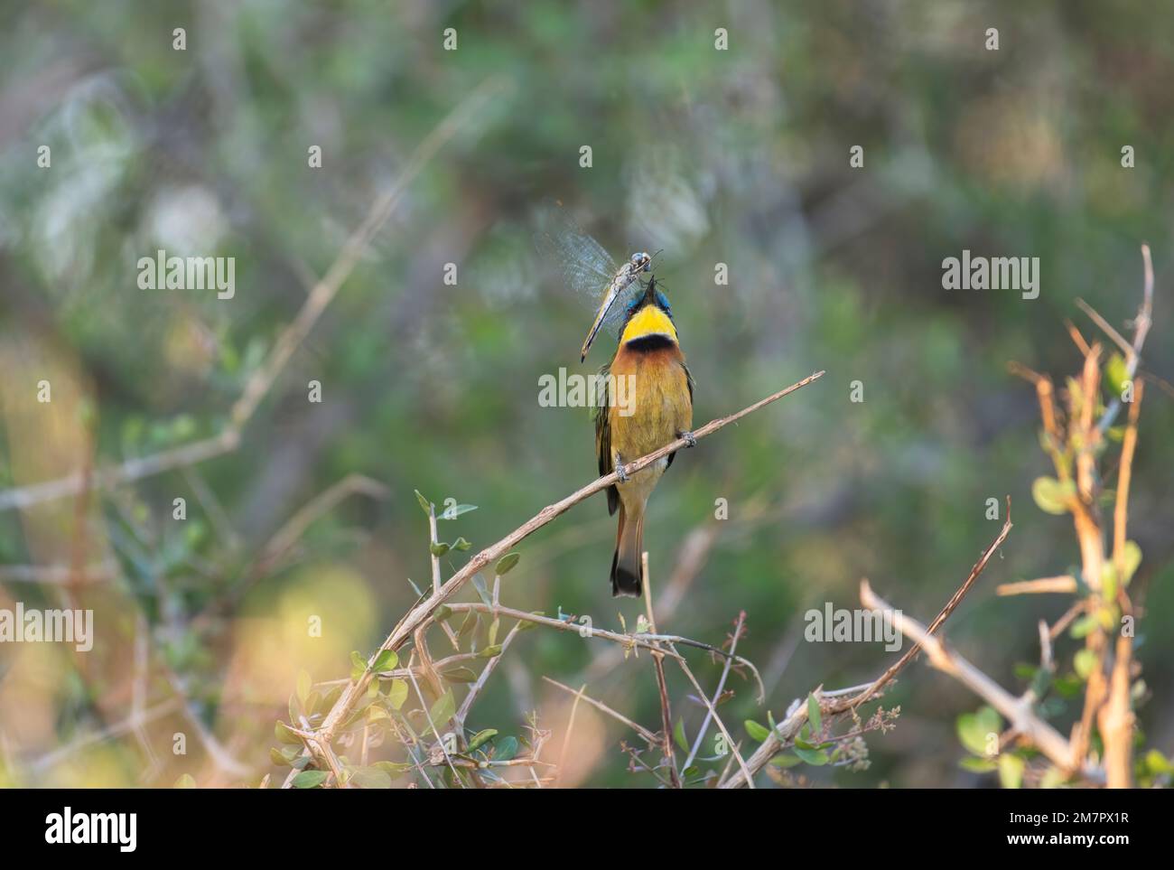 Little bee-eater (Merops pusillus) with dragonfly prey Stock Photo - Alamy