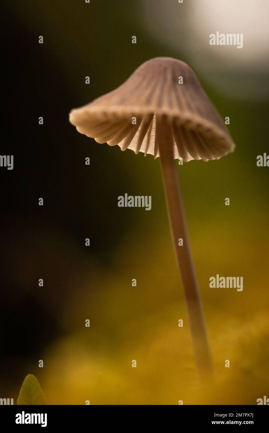 Sun highlighting head hi-res stock photography and images - Alamy