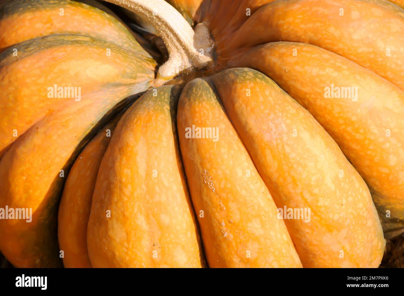 Pumpkin - Close Up Stock Photo - Alamy