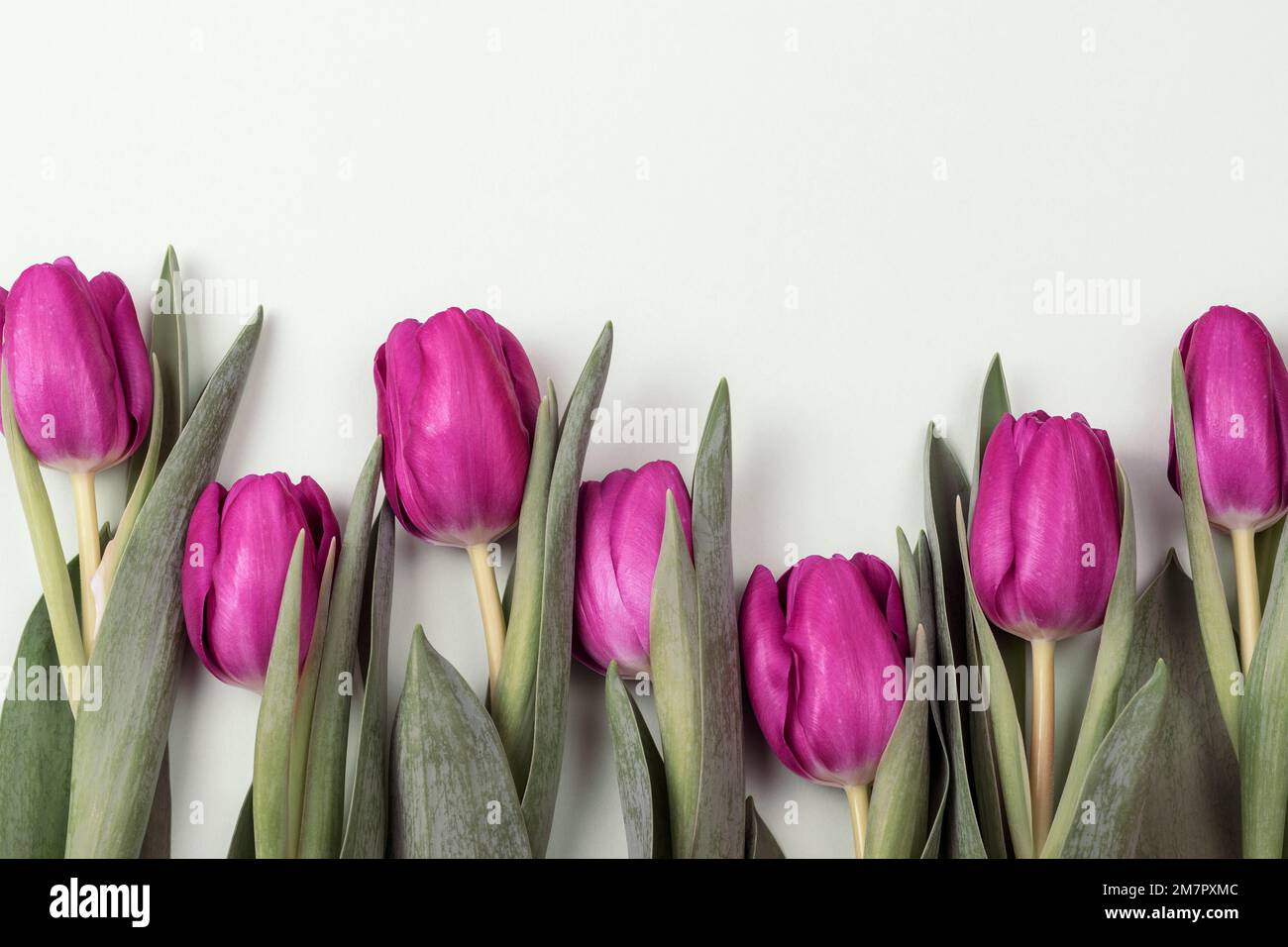 Group of purple tulips on neutral background. Spring holidays concept ...