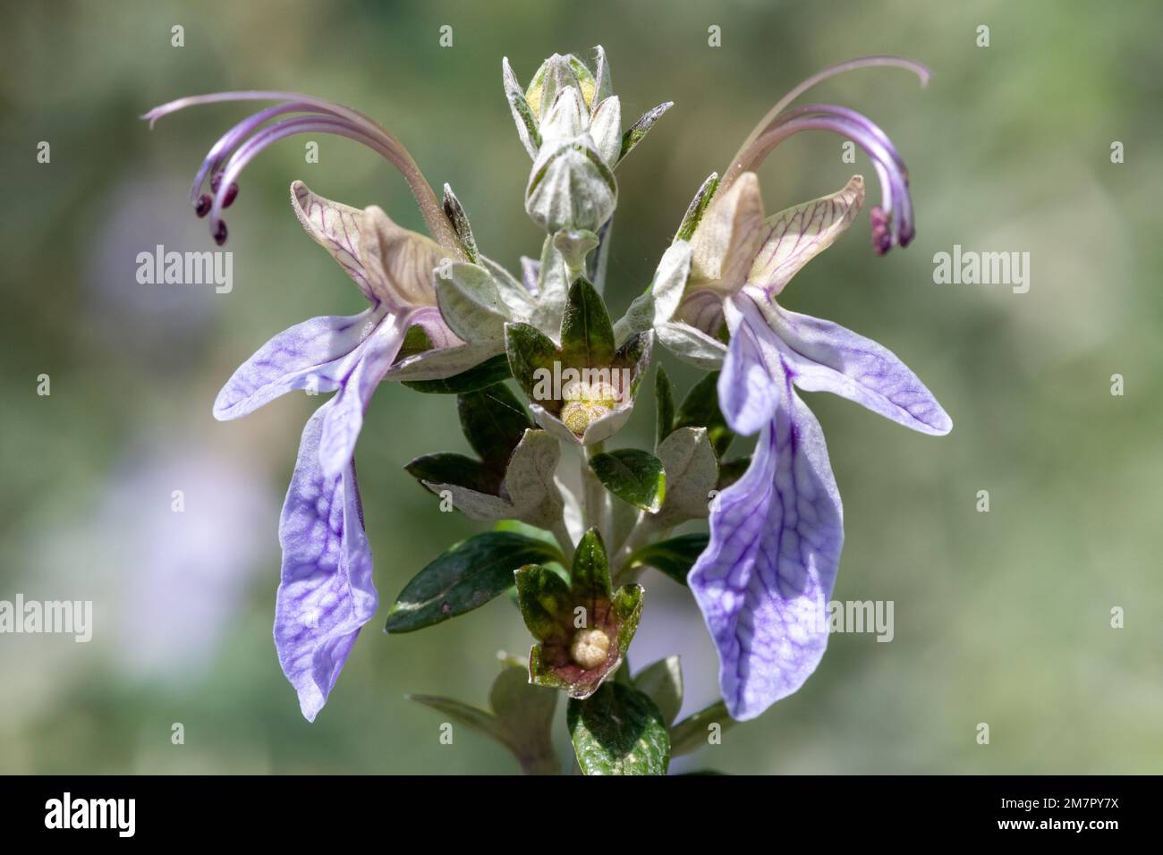 Close up of shrubby germander (teucrium fruticans) flowers in bloom ...